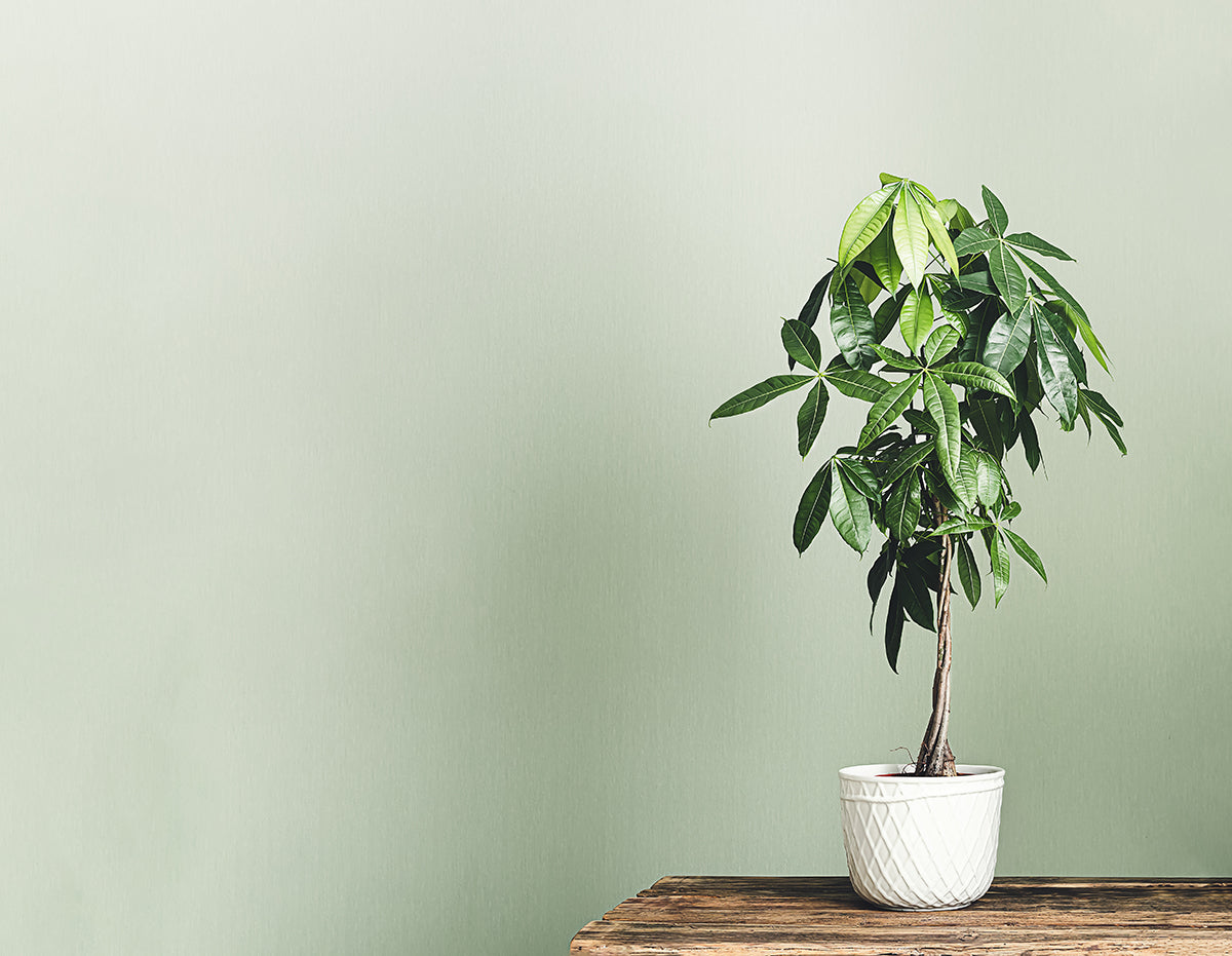 Cat friendly Plants cat-friendly-plants